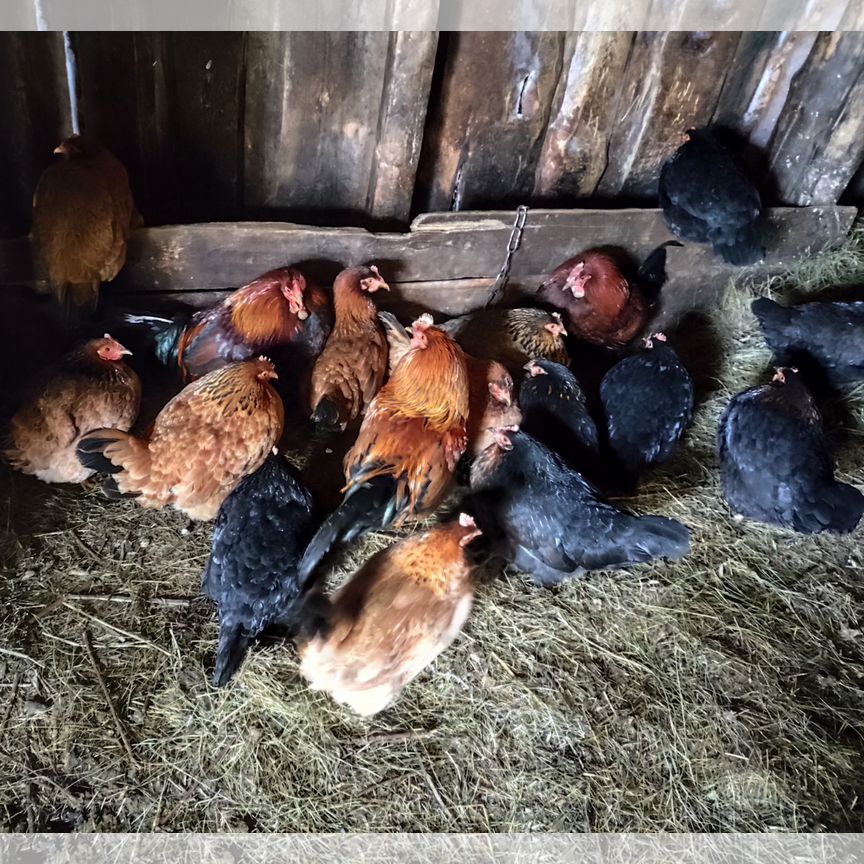 Продам домашних кур 20шт