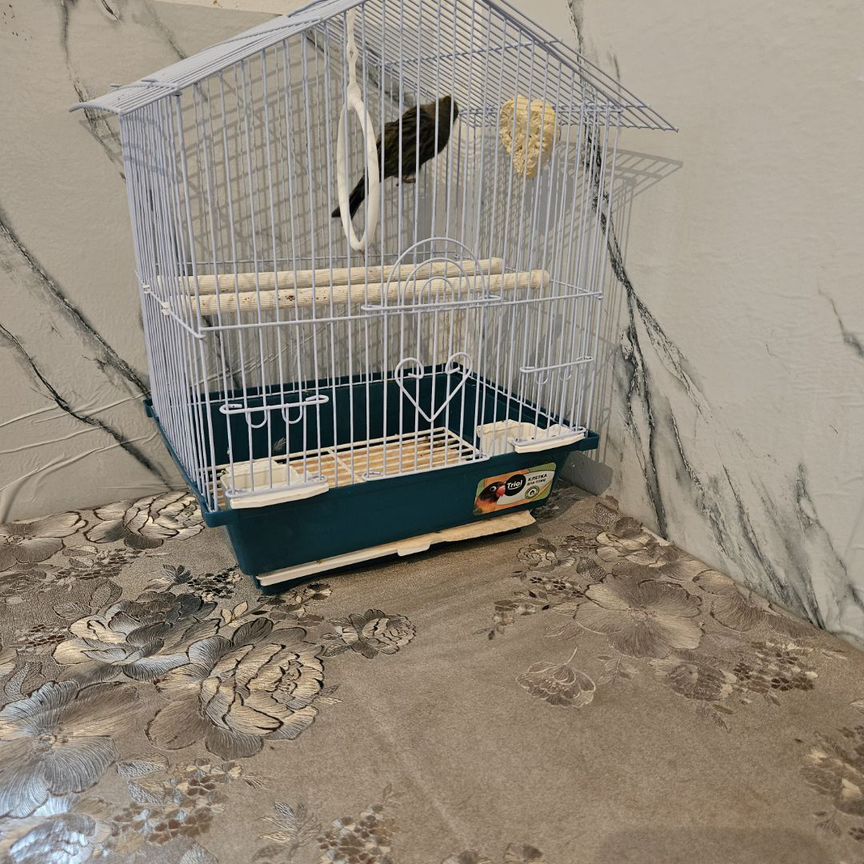 Соловей птица