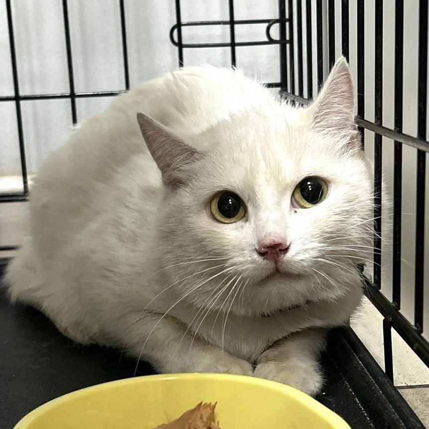 Взрослая, кошка в добрые руки