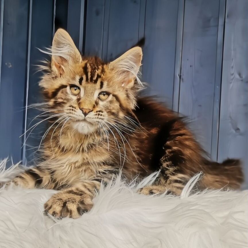 Мейн-кун котёнок