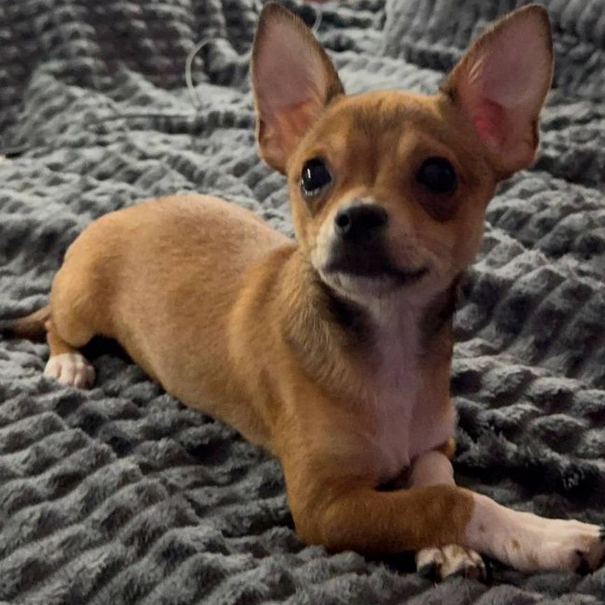 Чихуахуа, щенок