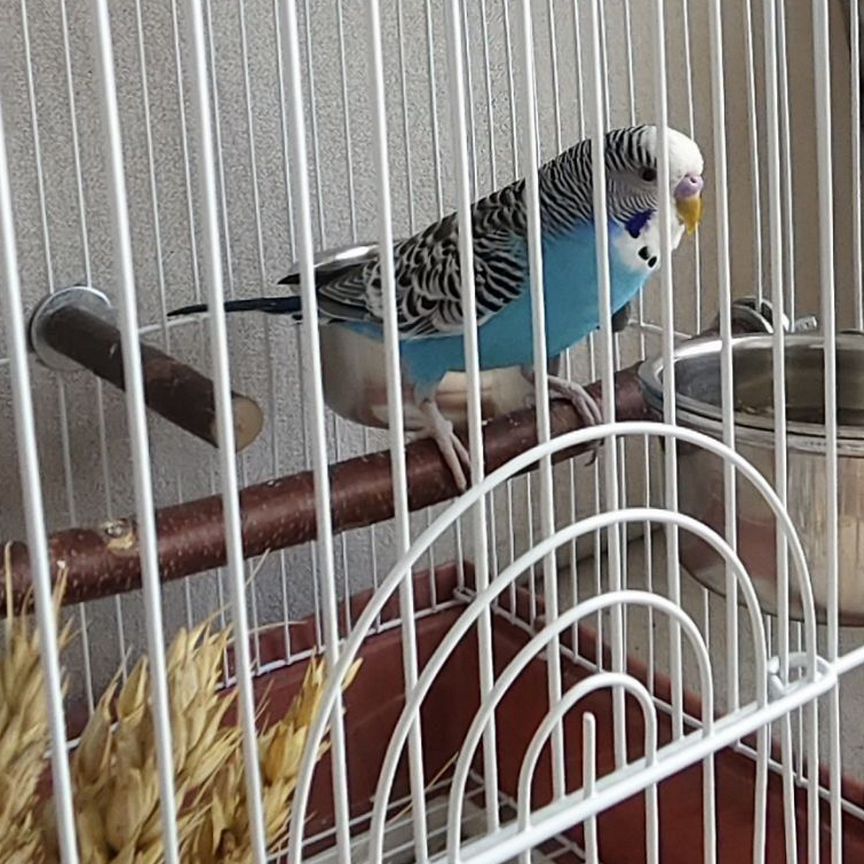 Волнистый попугай