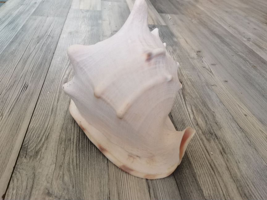 Продам ракушку