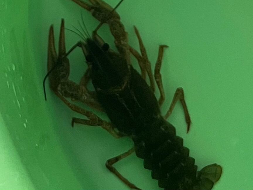 Раки речные