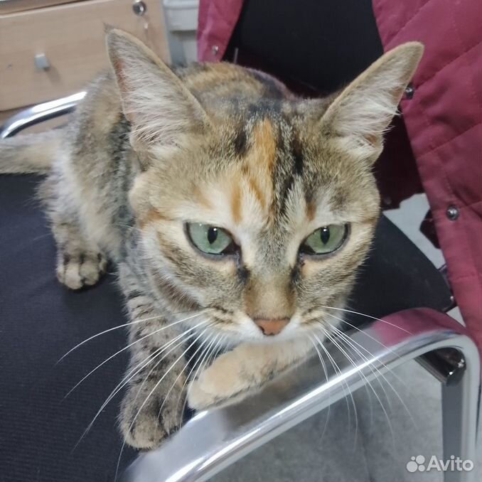 Кошка Персик