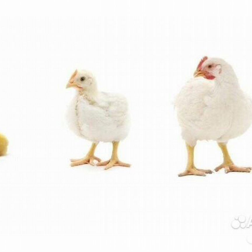 Цыплята бройлеры росс 308