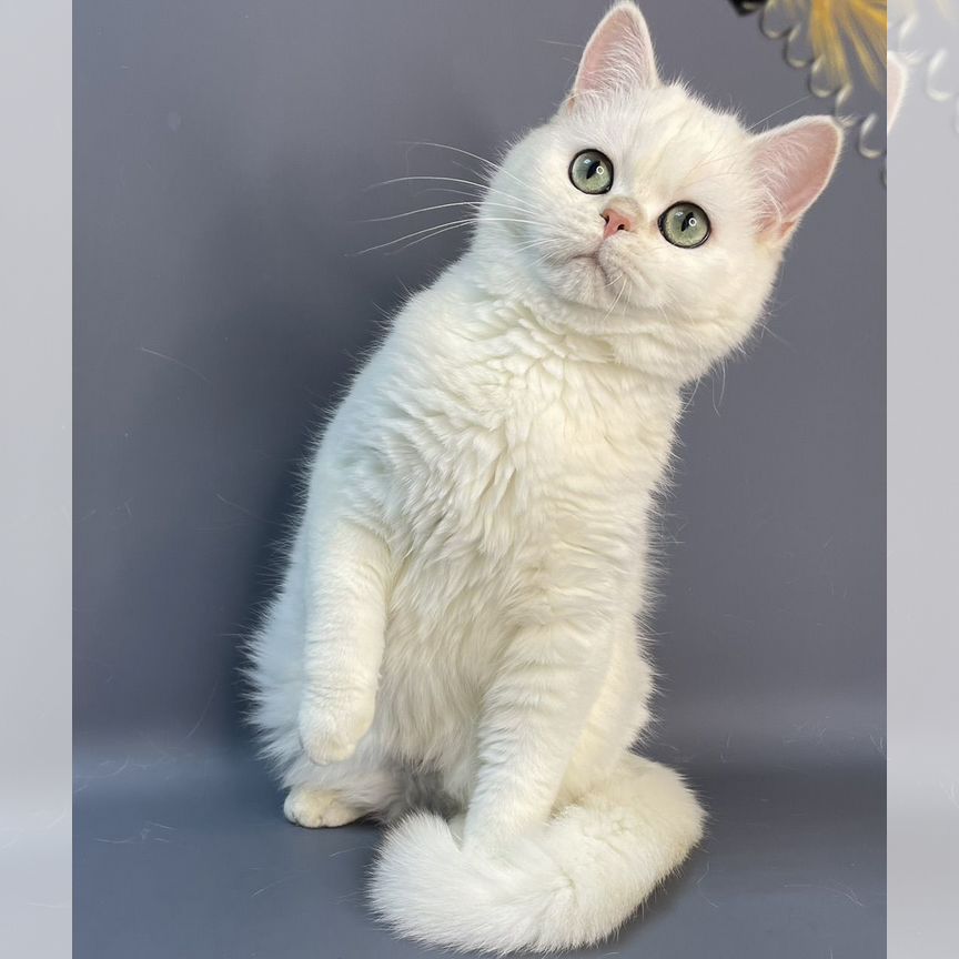 Британский короткошёрстный котёнок