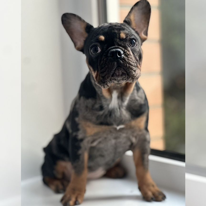 Французский бульдог, щенок