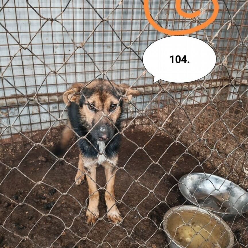 Взрослая собака в добрые руки