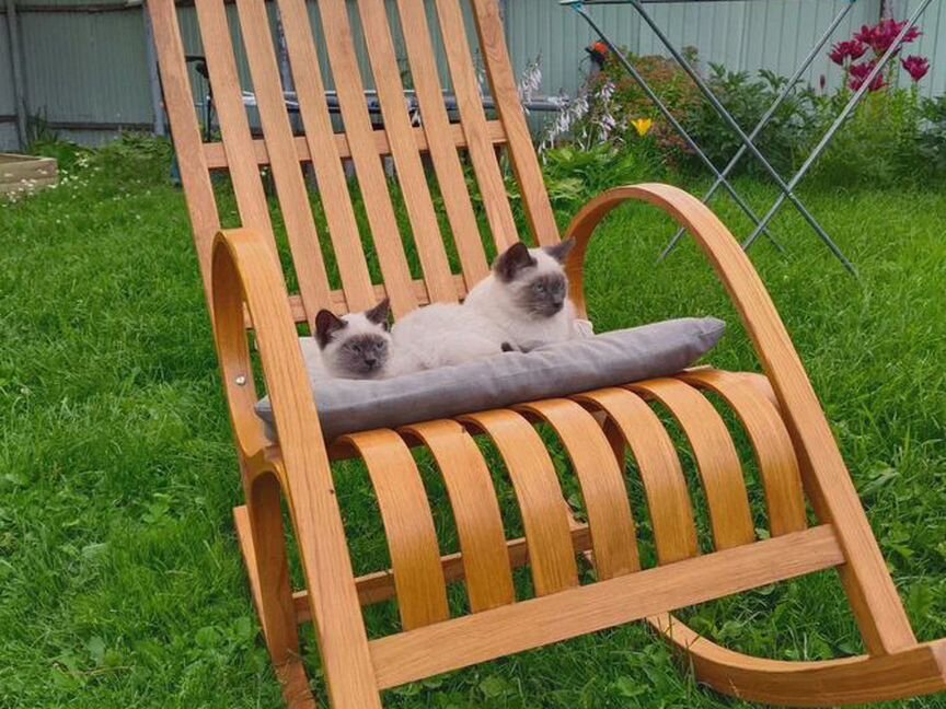 Котята Тайцы