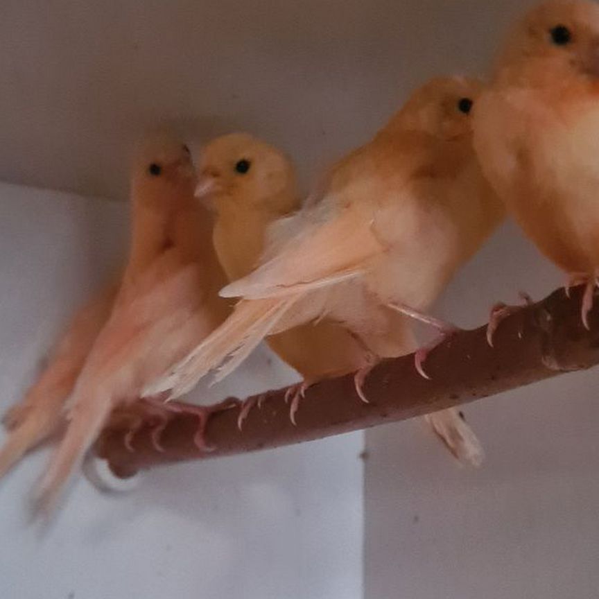 Кенара и канарейки