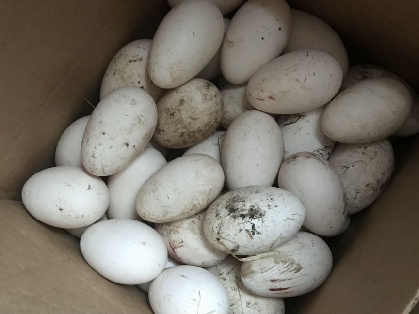 Яйцо гусиное