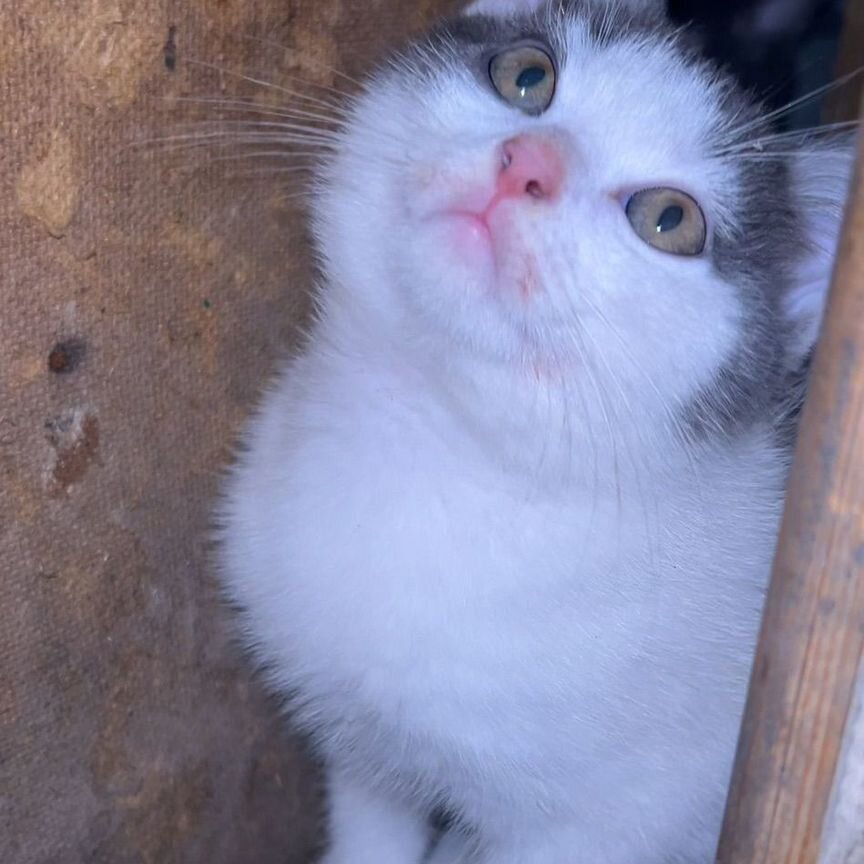 Подкидыши котята