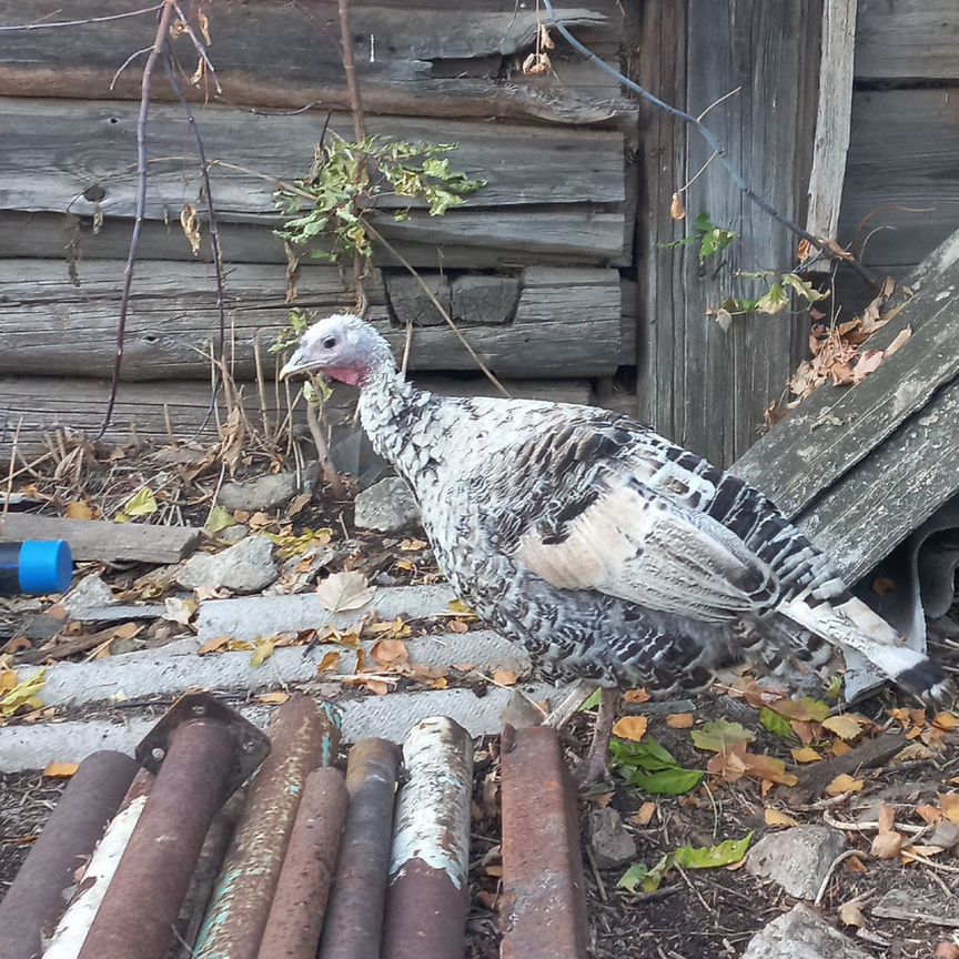 Пушкинские петушки и индейки