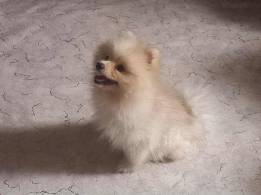 Маленькая собака шпиц