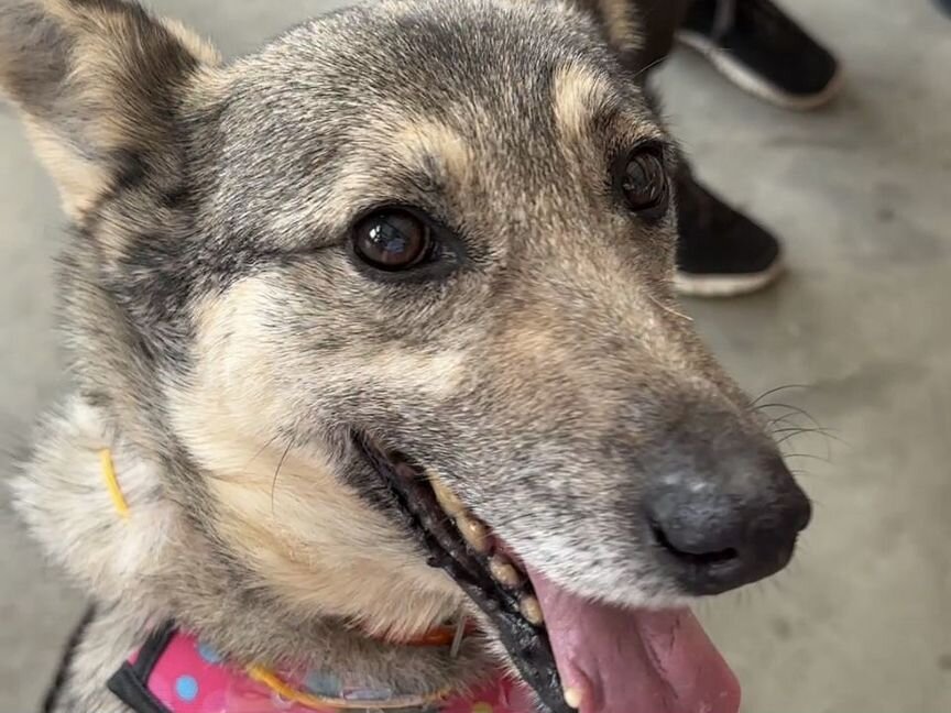 Компактный игривый Тимка попал в приют