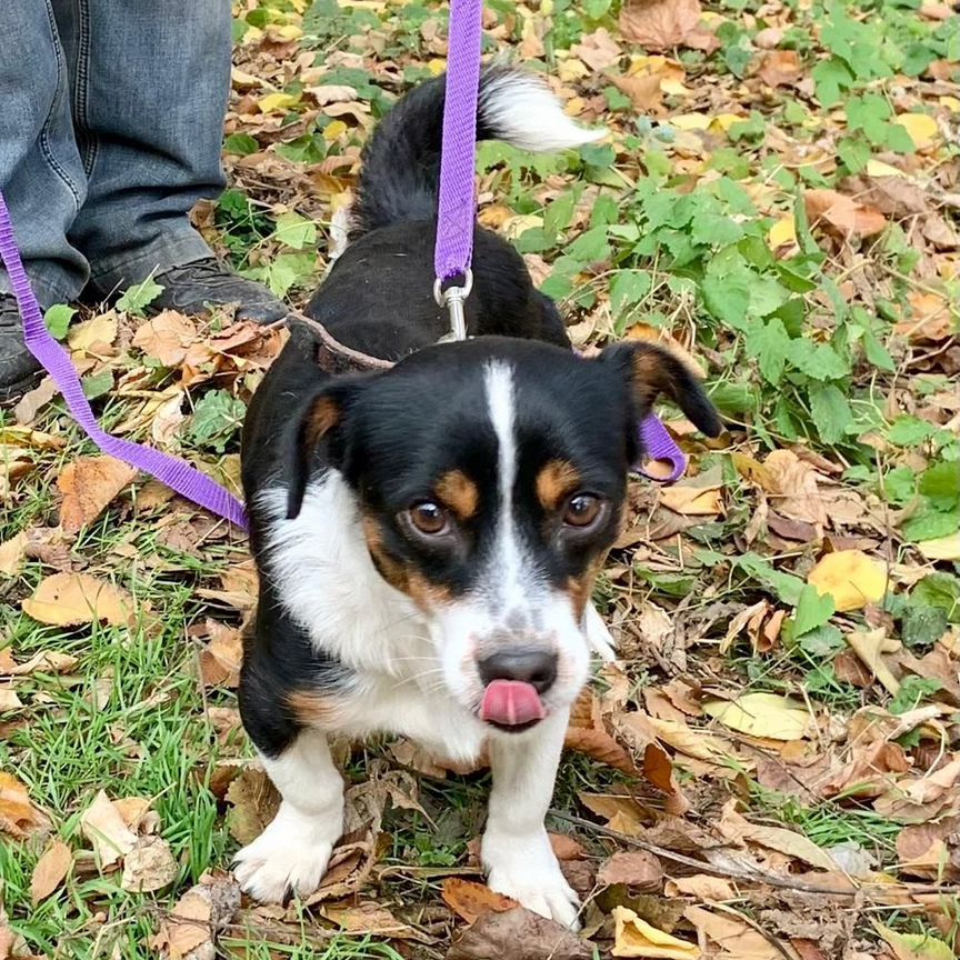 Маленькая собака в добрые руки