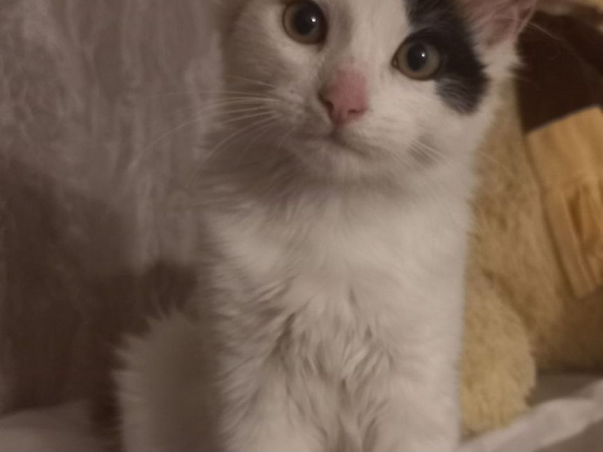 Котёнок ручной,нежный,ласковый