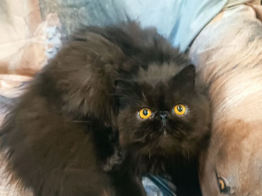 Персидский котенок