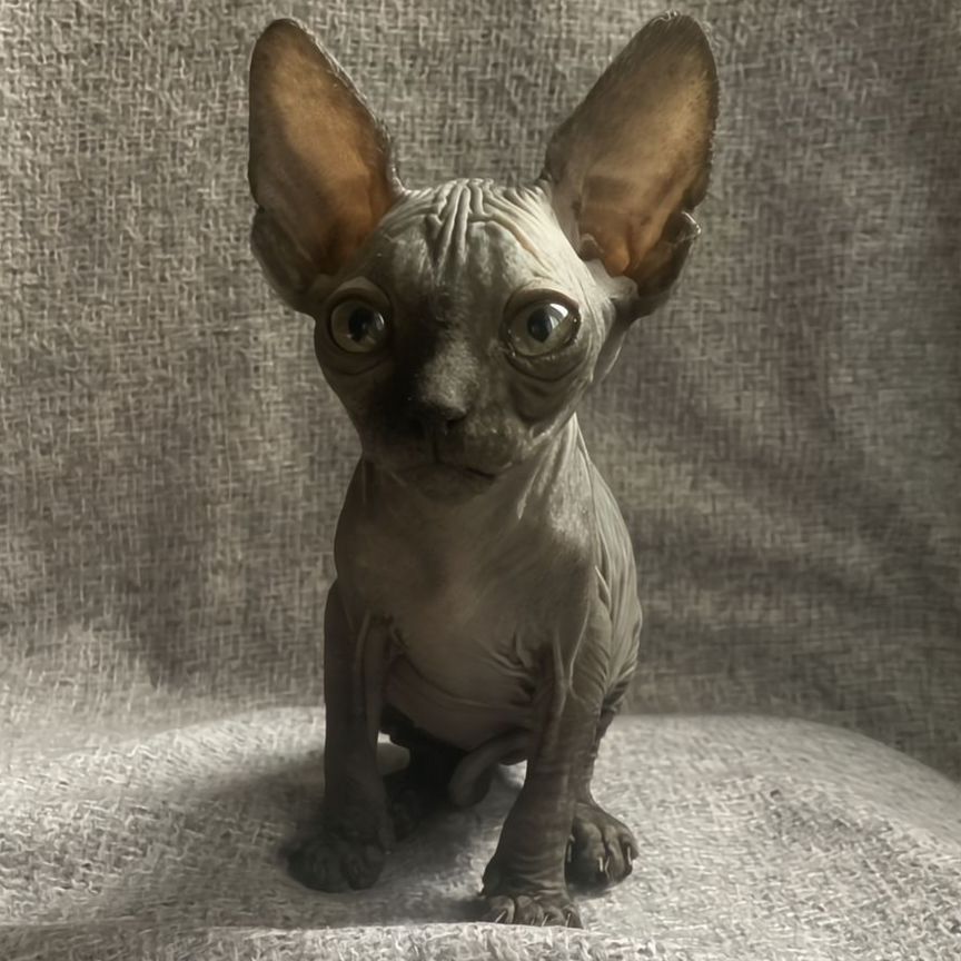 Канадский сфинкс котёнок