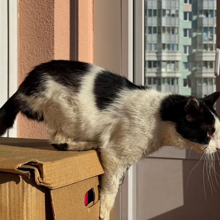 Кошечка Муся