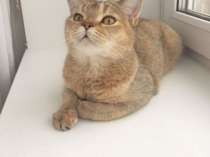 Продам шотландскую кошку