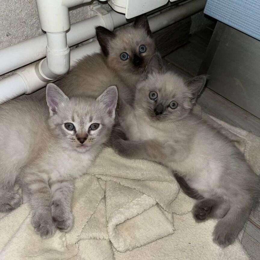 Сиамские котята