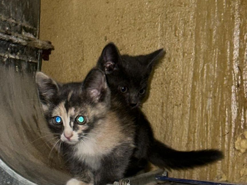 Котята 1,5 мес