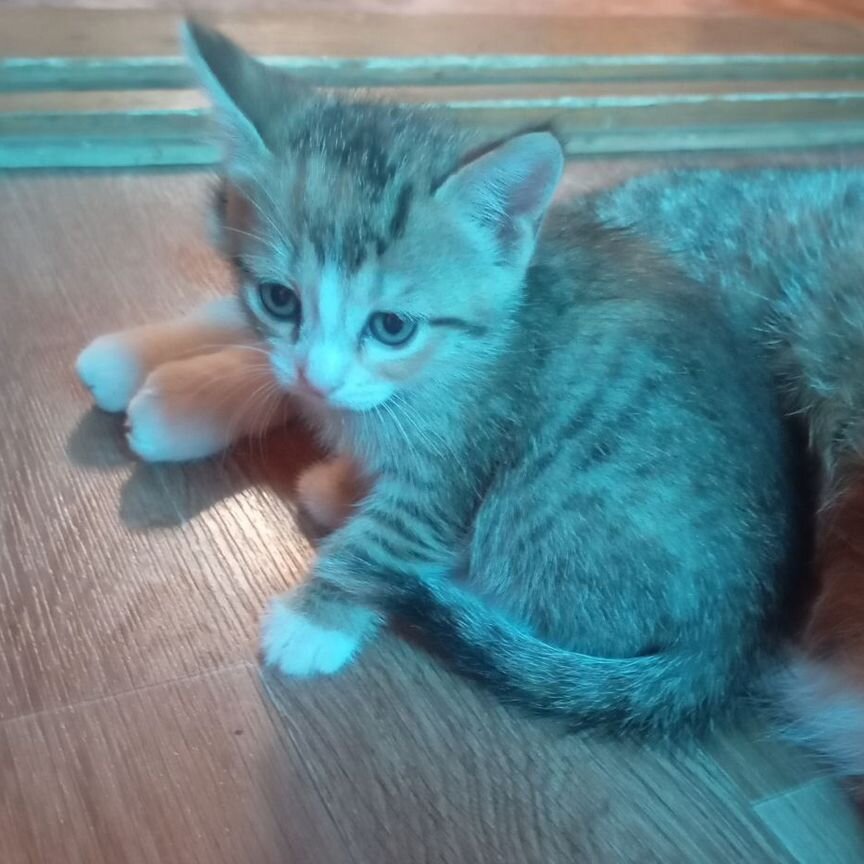 Сибирский котёнок