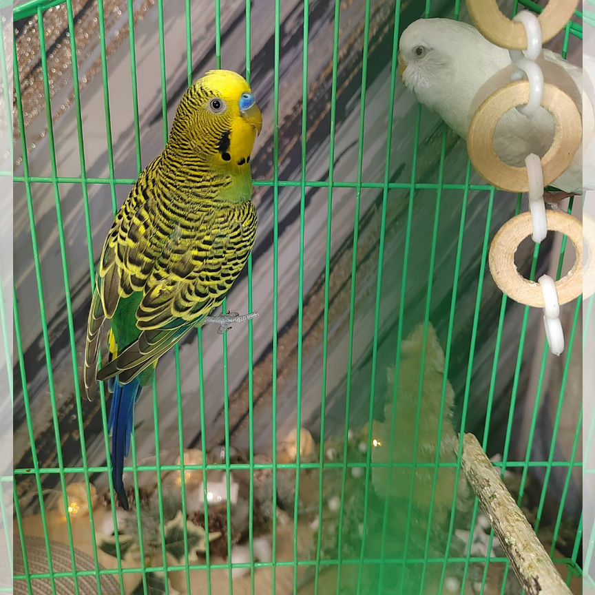 Волнистый попугай самка и самец