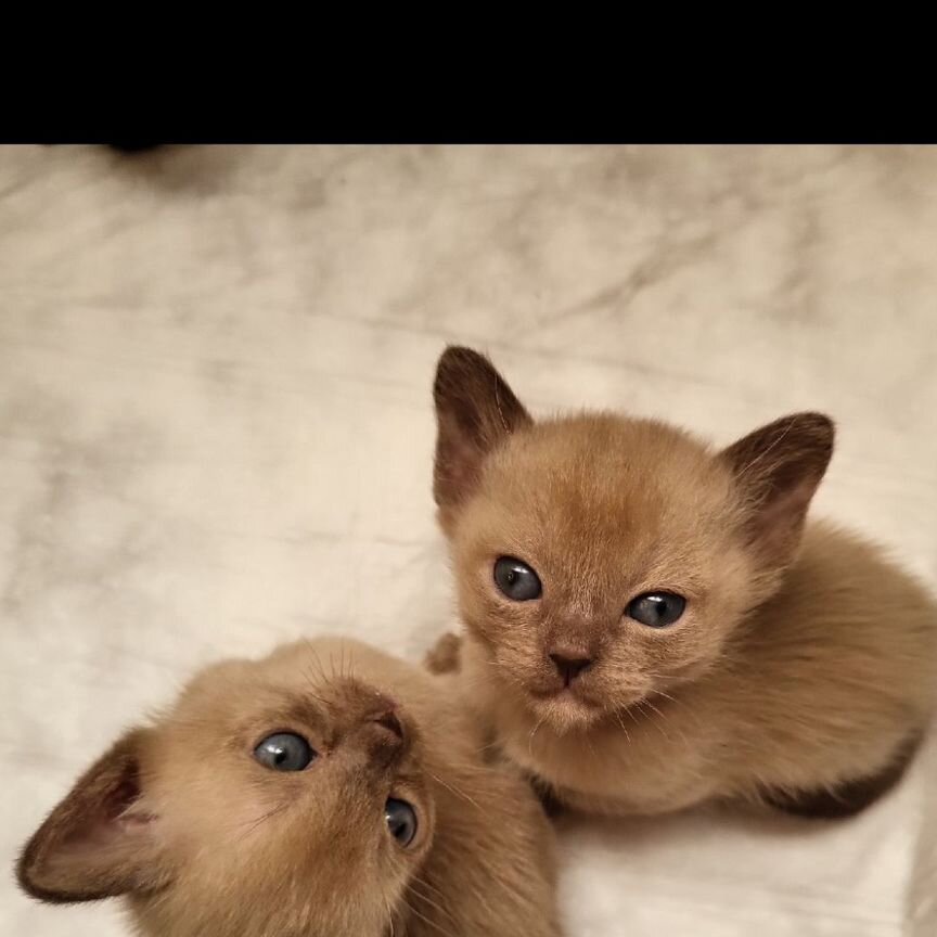 Котята бурмы