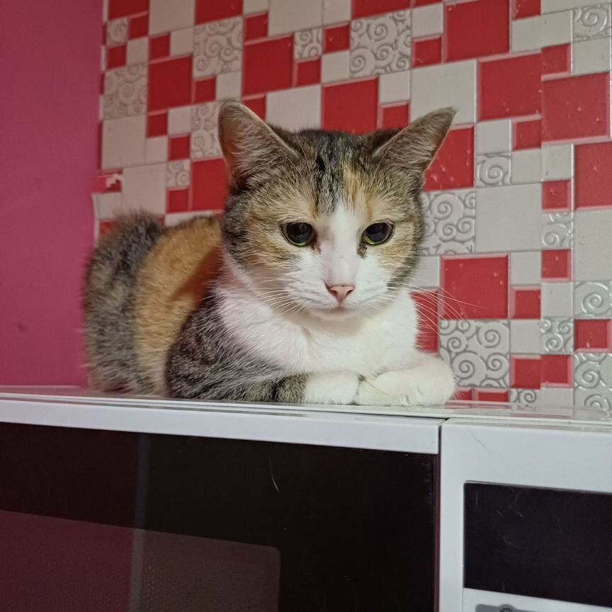 Кошечка