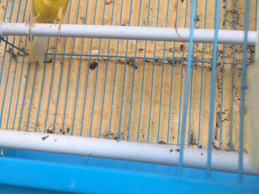 Кенара и канарейки