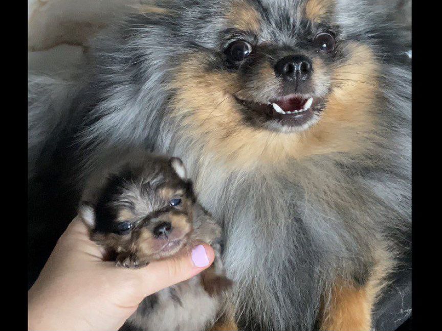 Цветной шпиц вязка (не продажа)