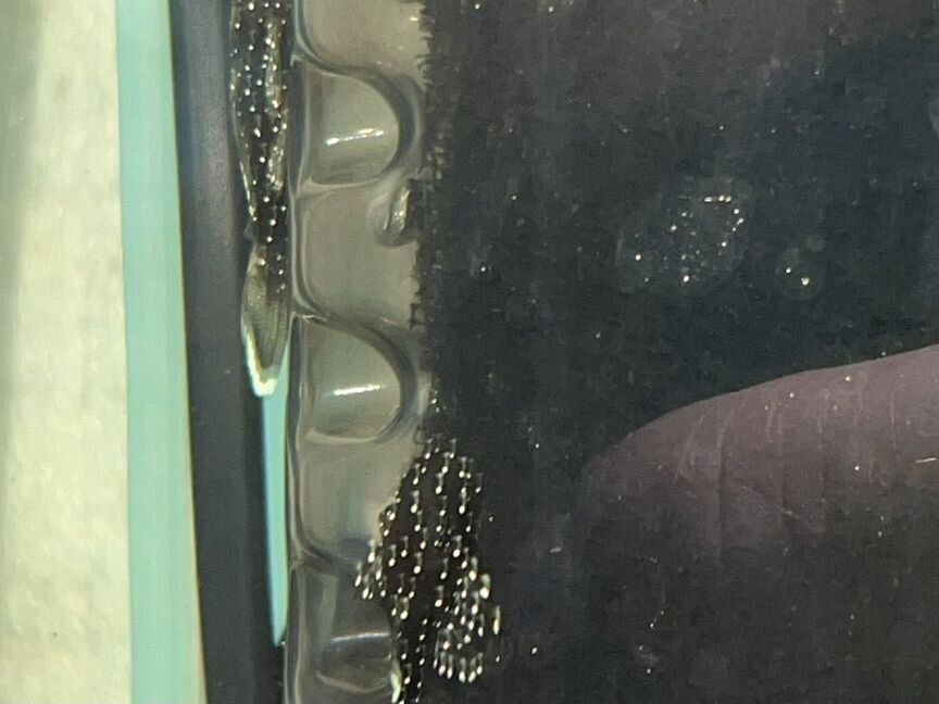 Анциструс l181 (звезчатый)