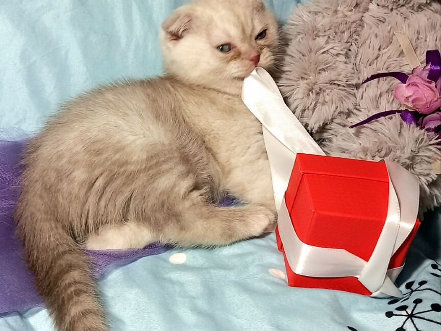 Шотландские котята