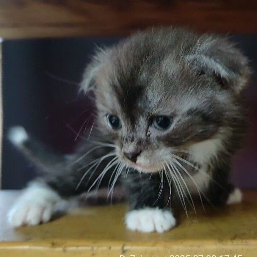 Котёнок