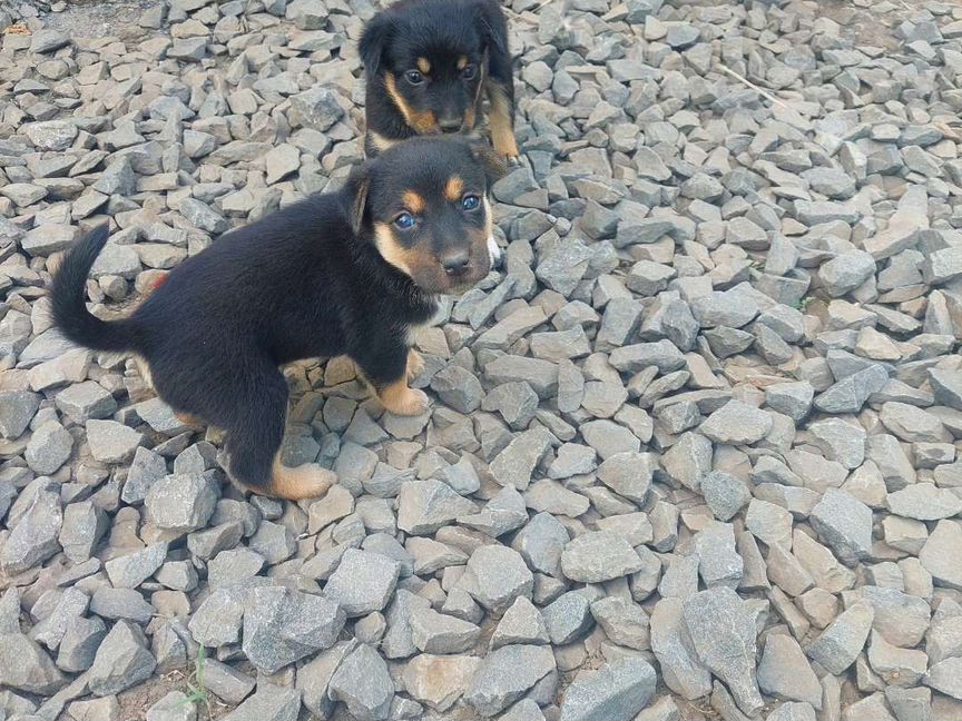 Кутята в добрые руки девочки и мальчики