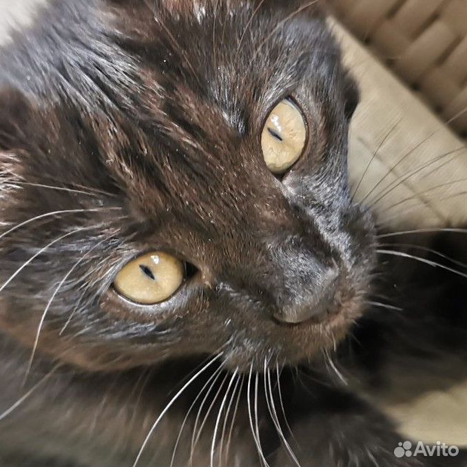 Котенок мальчик с доставкой на дом