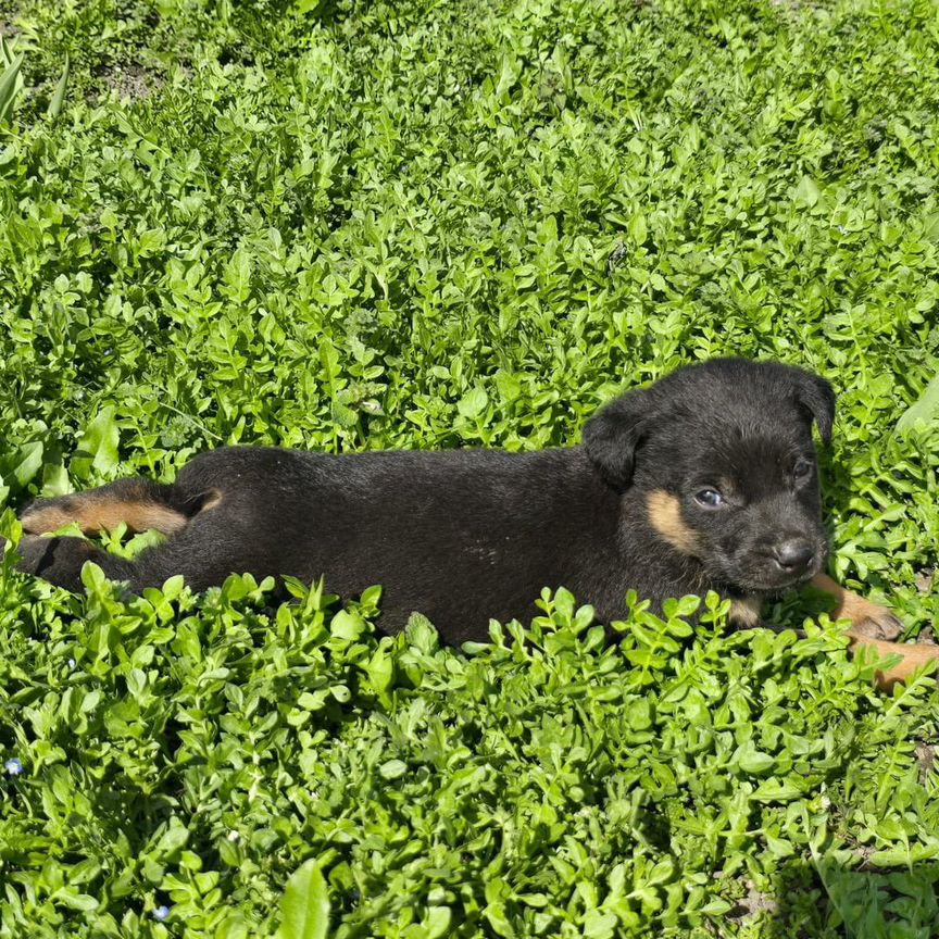 В добрые руки