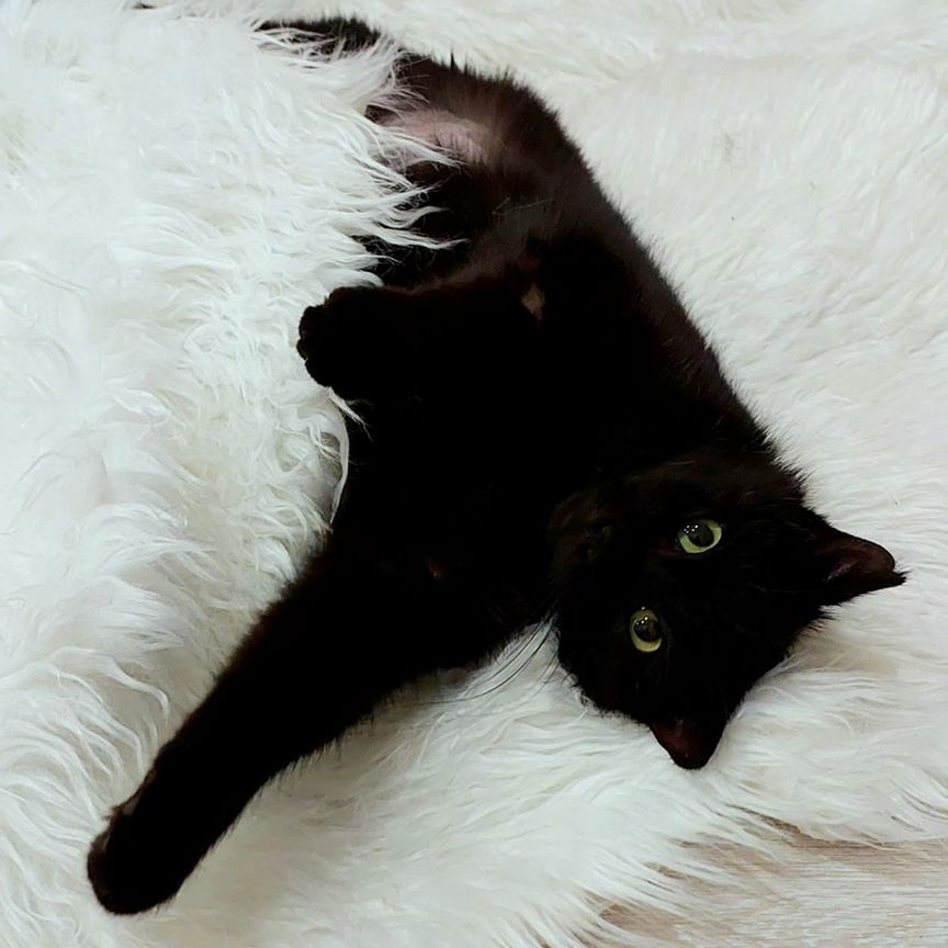 Жгучая брюнетка Шона в дар