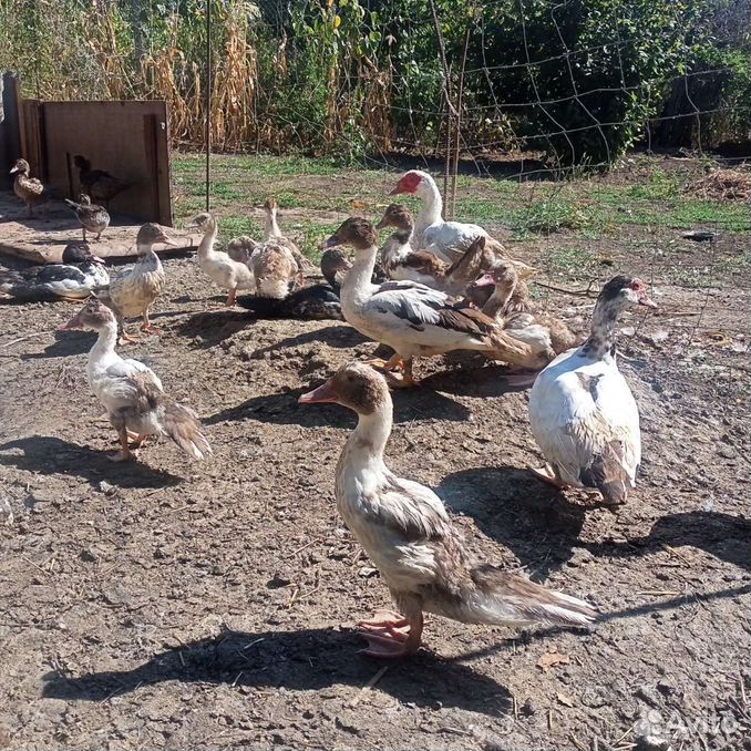 Индоутята 2 месяца