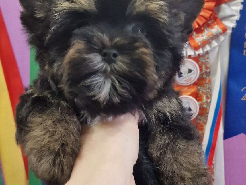 Девочка, цветного йорка