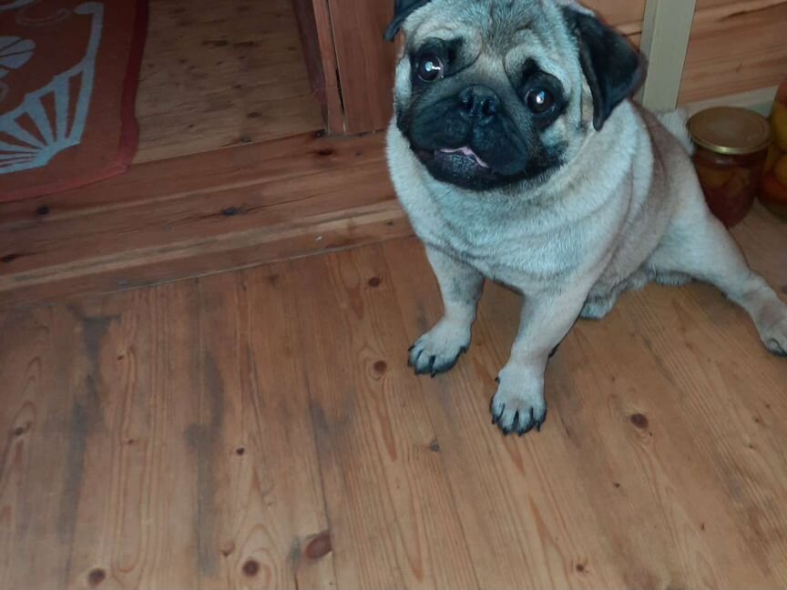 Мопс на вязку