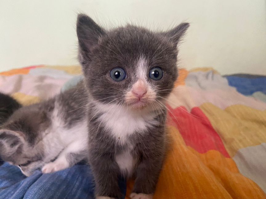 Отдам в добрые руки котят в добрые руки