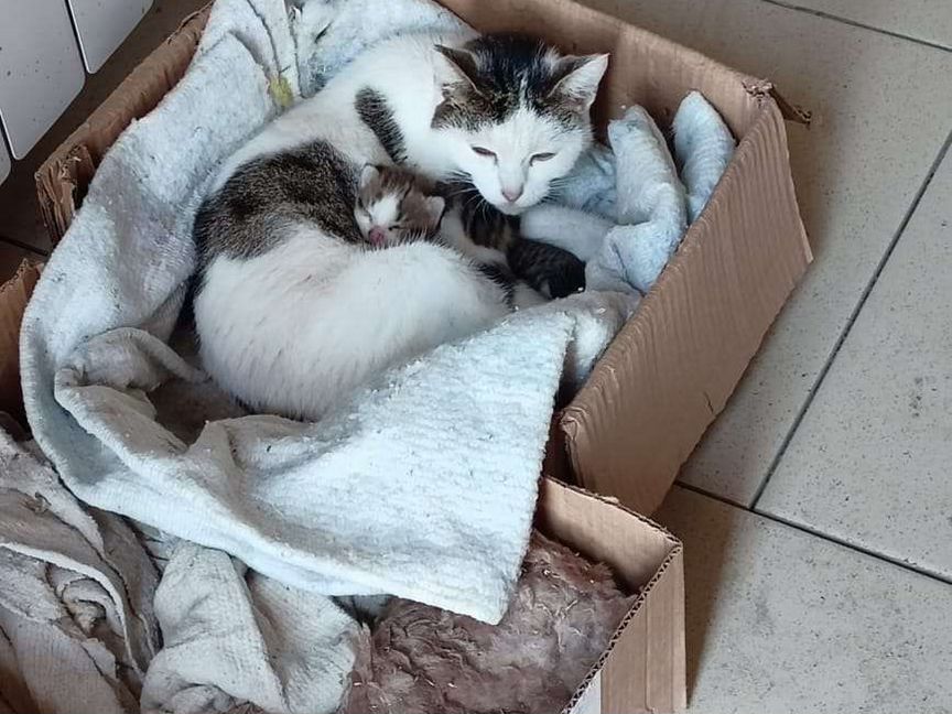 Требуется помощь кошке