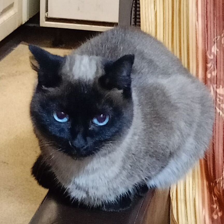 Сиамская кошечка ищет дом