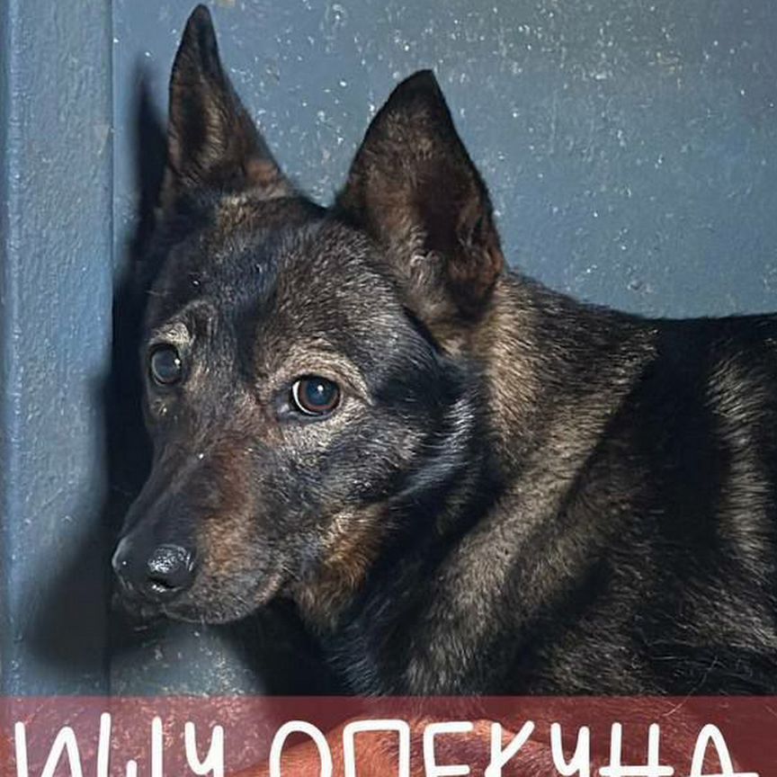 Взрослая собака в добрые руки