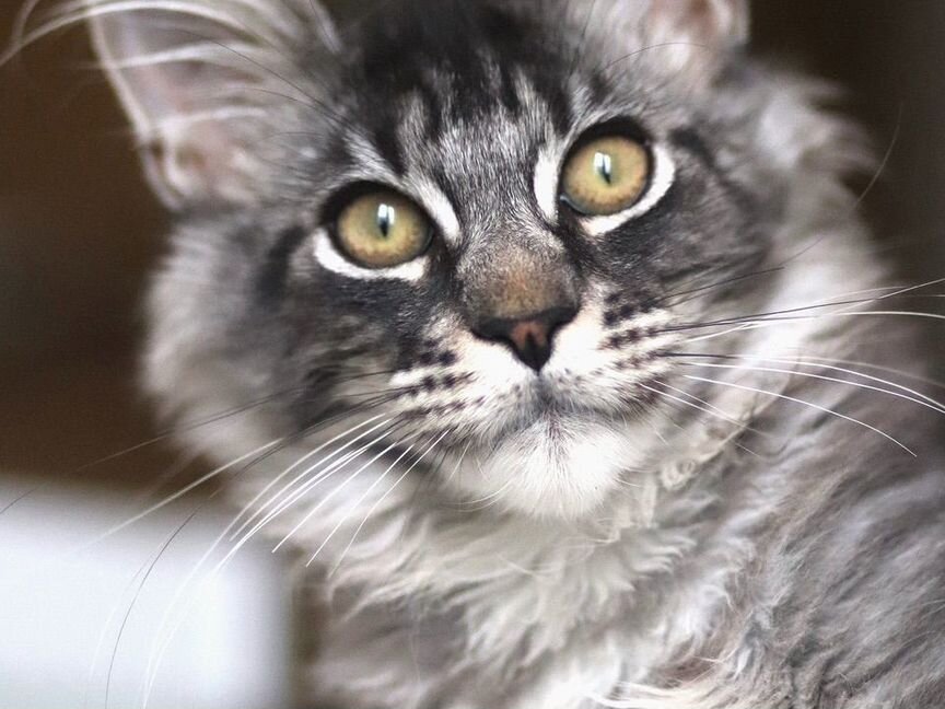Мейн-кун котенок