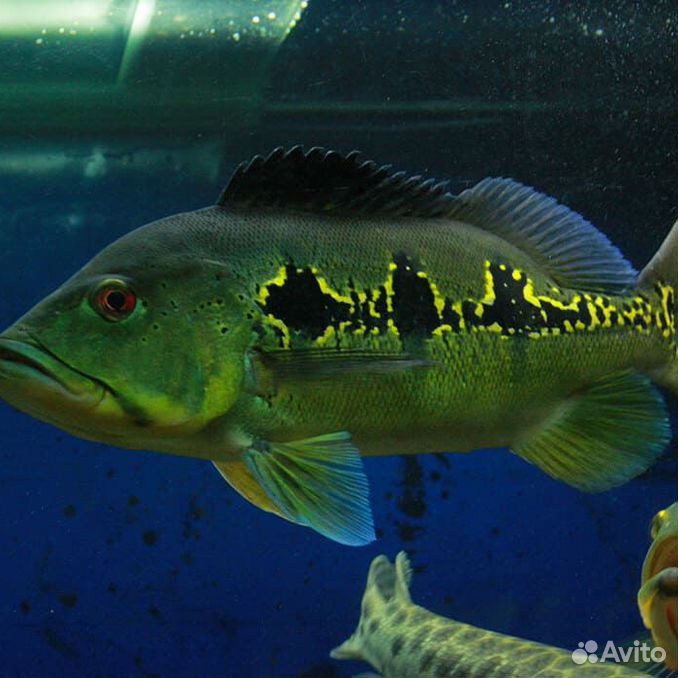 Цихла Ориноцензис (Cichla orinocensis)